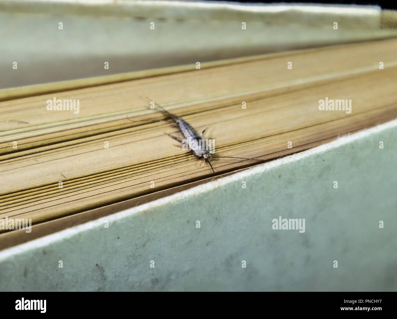 Insect feeding on paper - silverfish. Pest books and newspapers ...