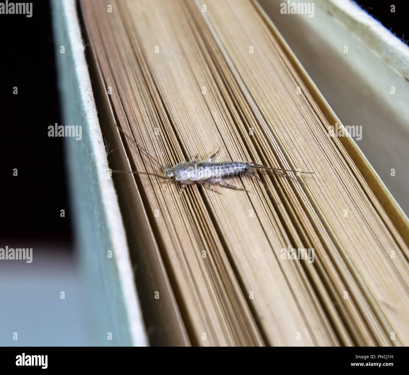Insect feeding on paper - silverfish. Pest books and newspapers ...