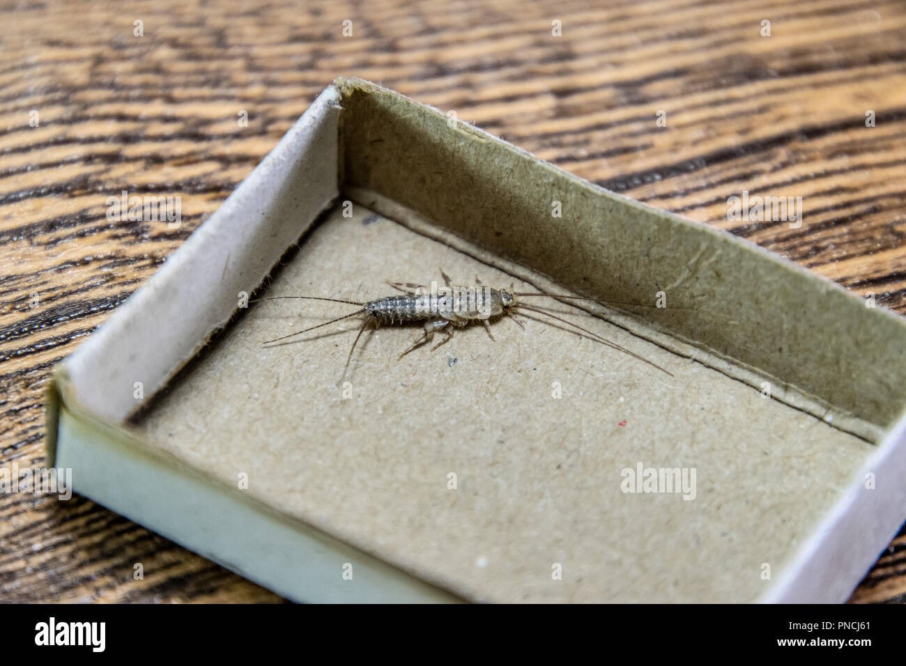 Insect feeding on paper - silverfish. Pest books and newspapers ...