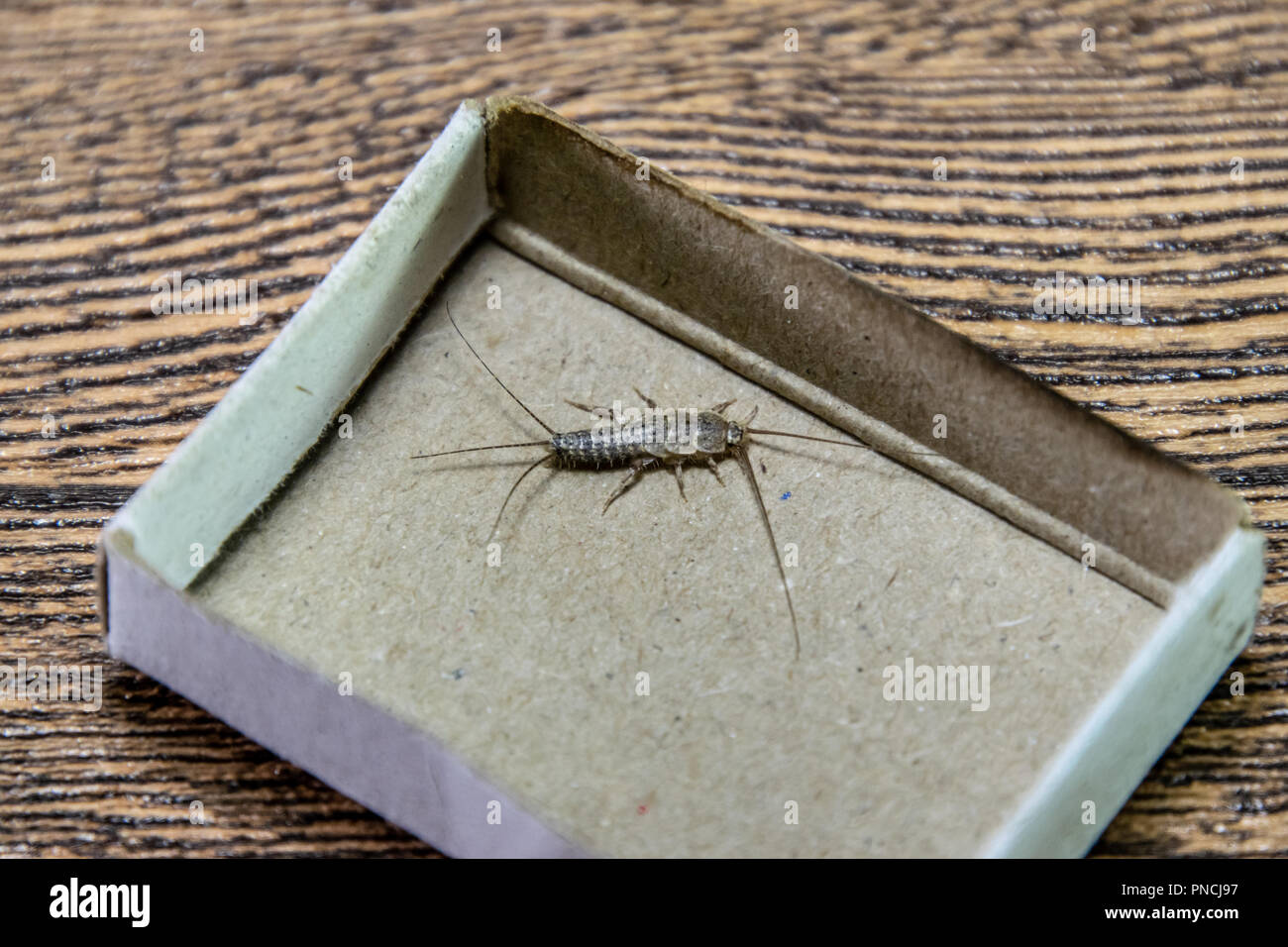 Insect feeding on paper - silverfish. Pest books and newspapers ...