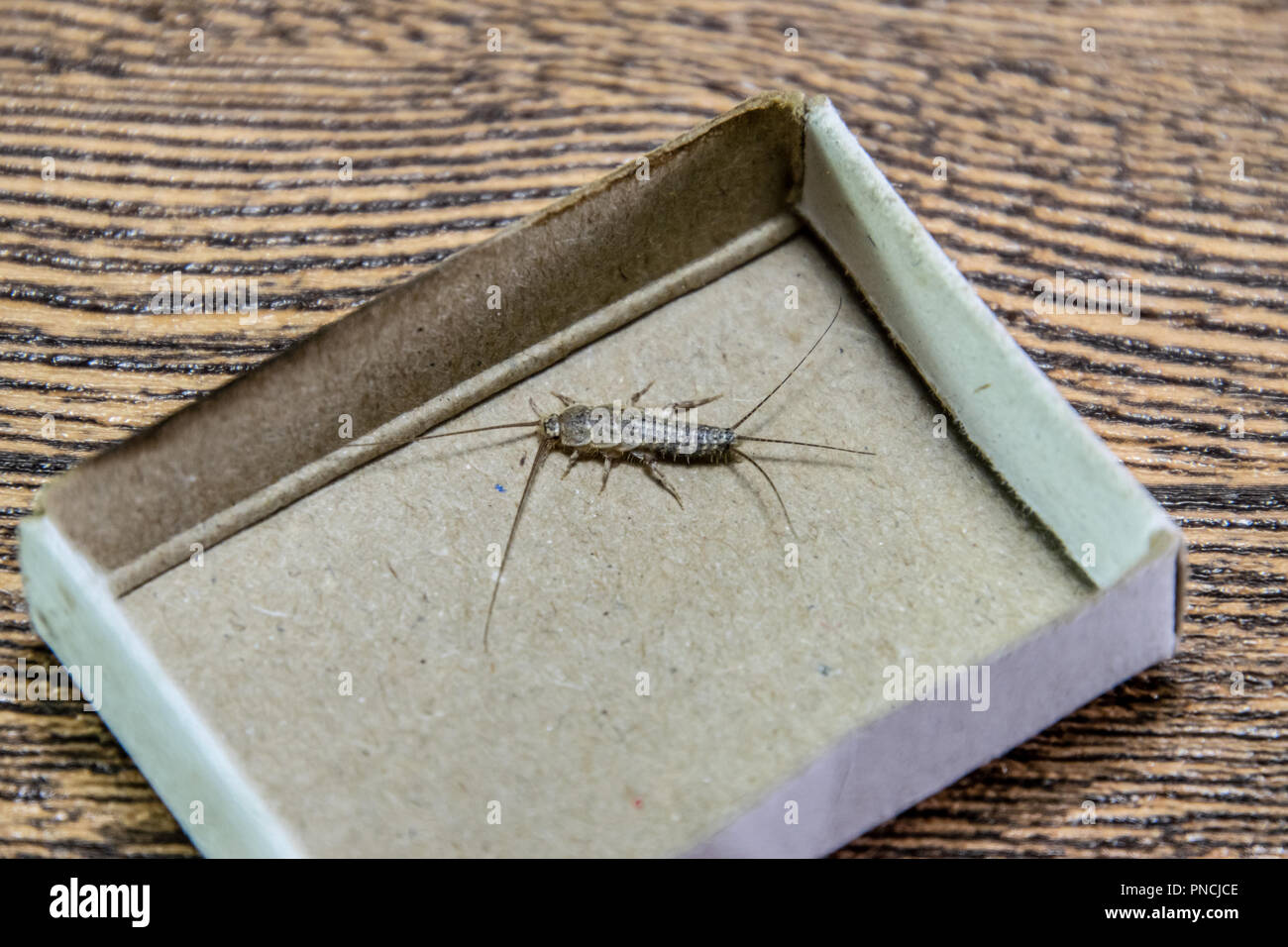 Insect feeding on paper - silverfish. Pest books and newspapers ...