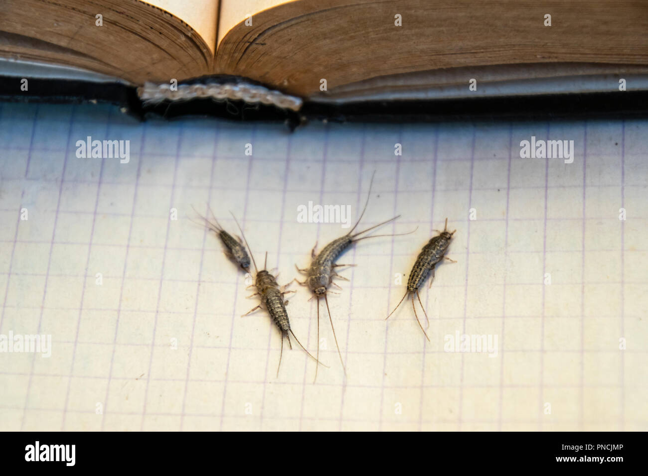 Insect feeding on paper - silverfish. Pest books and newspapers ...