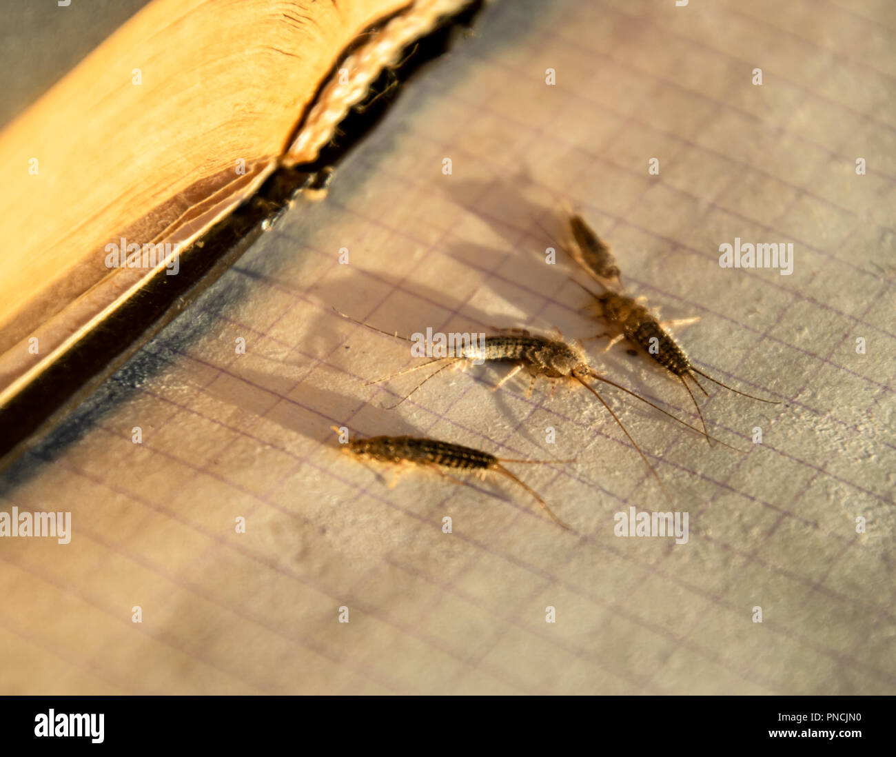 Insect feeding on paper - silverfish. Pest books and newspapers ...