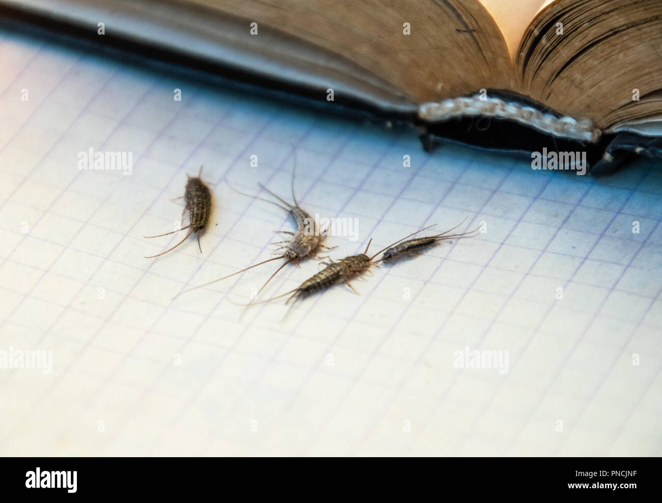 Insect feeding on paper - silverfish. Pest books and newspapers ...