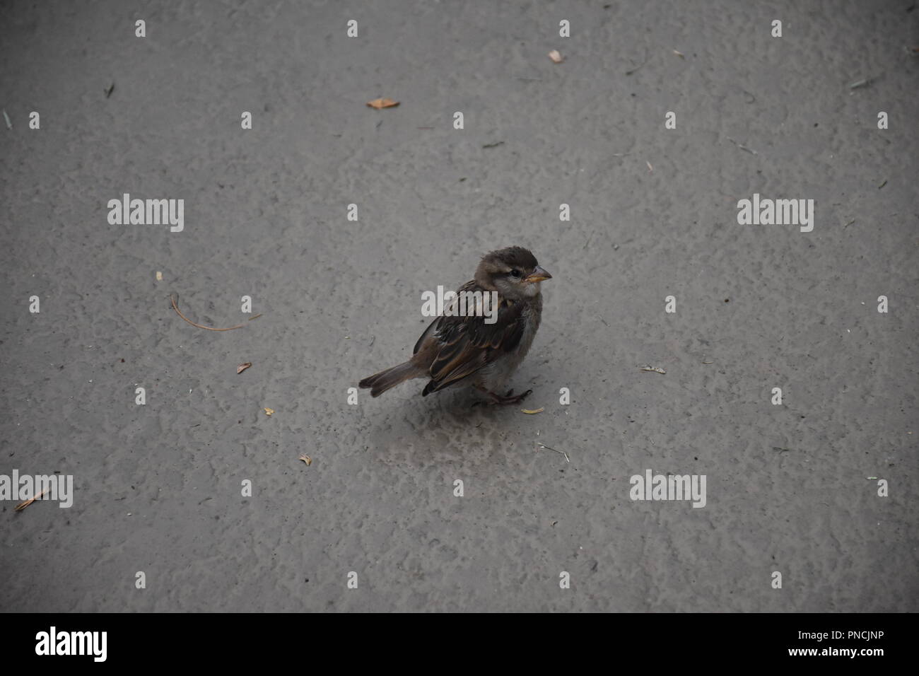 Bird hopping hi-res stock photography and images - Alamy