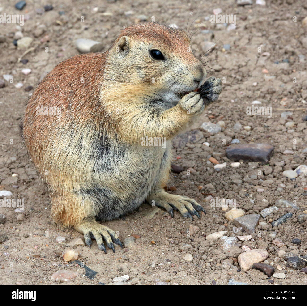 lone prairie dog eating Stock Photo - Alamy