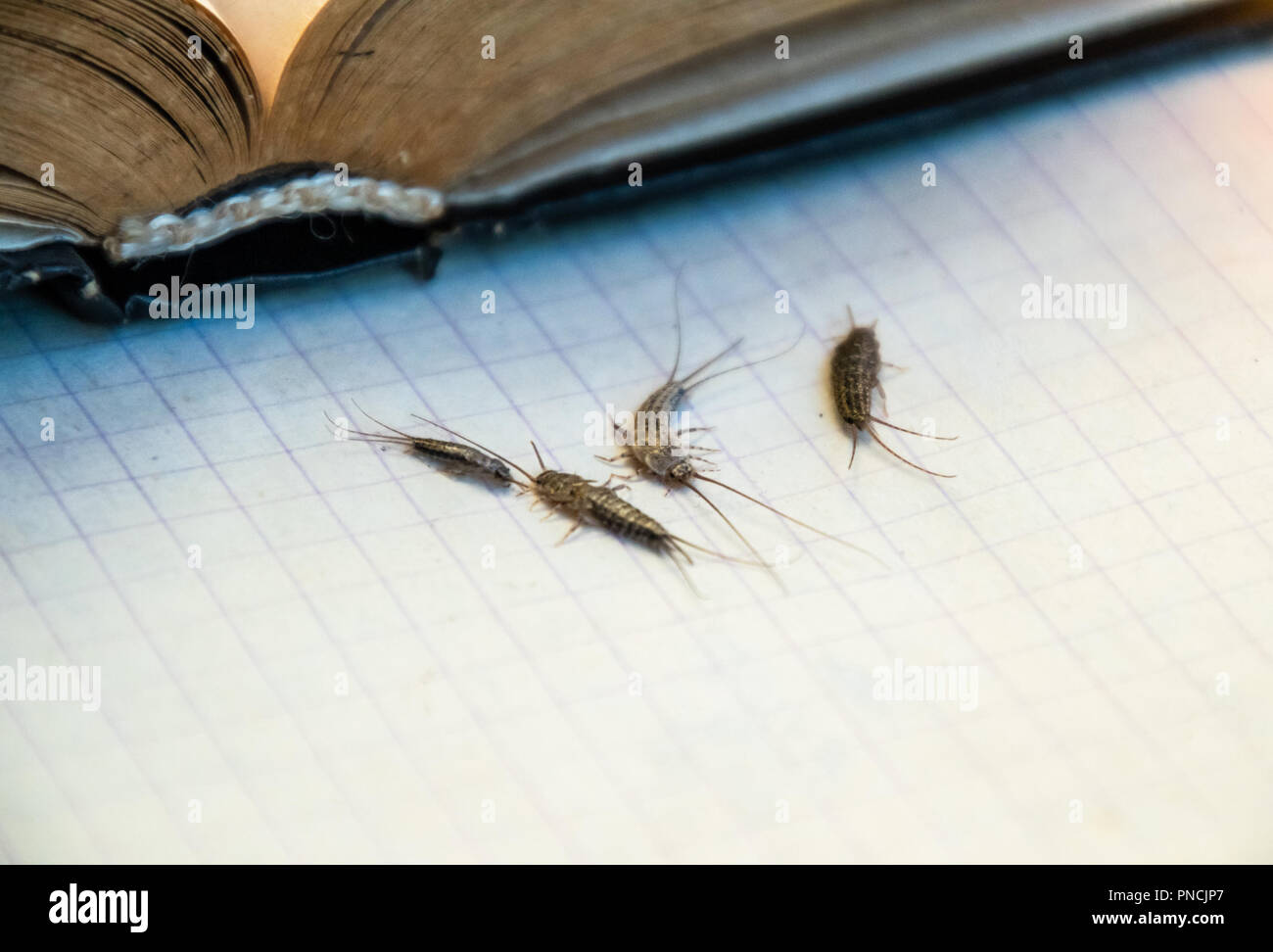 Insect feeding on paper - silverfish. Pest books and newspapers ...
