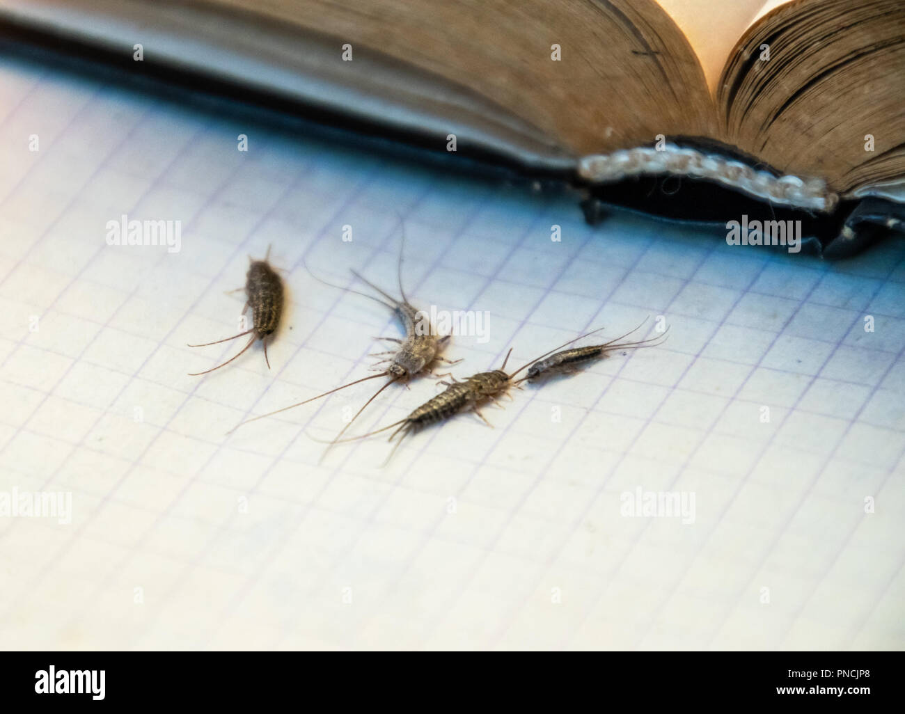 Insect feeding on paper - silverfish. Pest books and newspapers ...