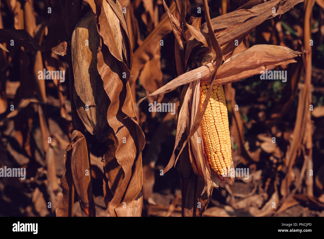 Cob grain hi-res stock photography and images - Alamy