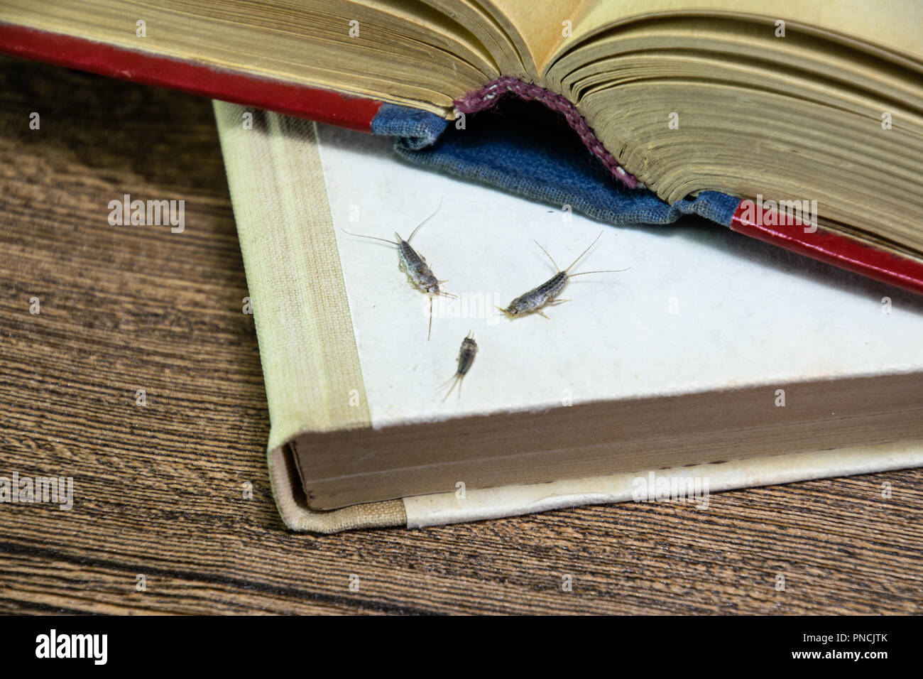 Pest books and newspapers. Insect feeding on paper - silverfish of ...