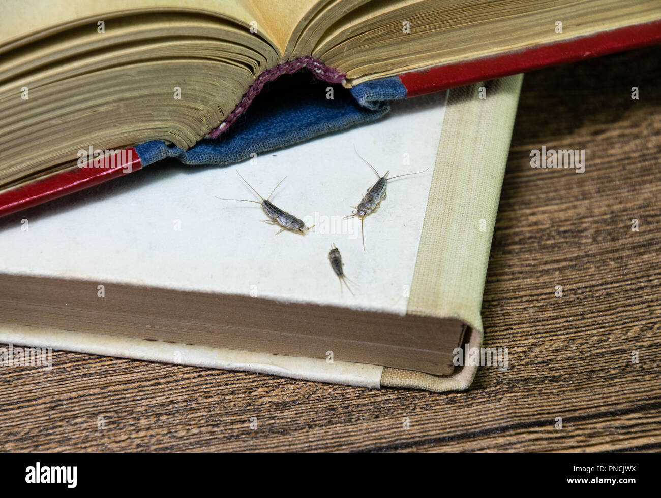 Pest books and newspapers. Insect feeding on paper - silverfish of ...