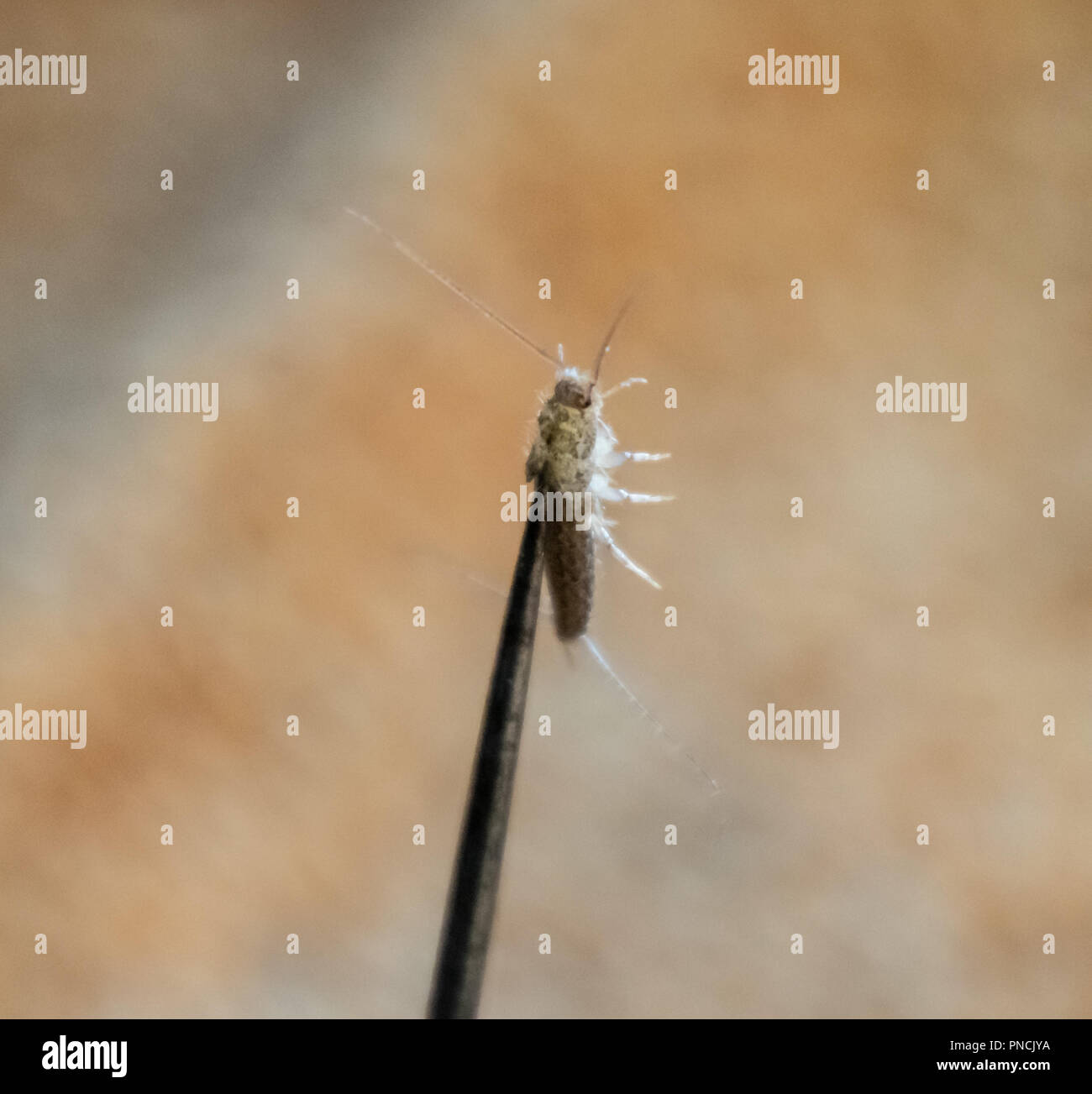 Silverfish on a needle. Pest books and newspapers. Insect feeding on ...