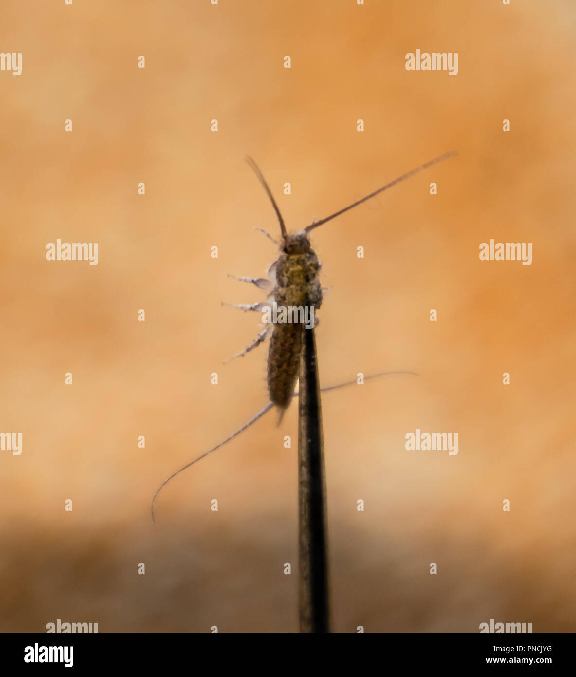 Silverfish on a needle. Pest books and newspapers. Insect feeding on ...