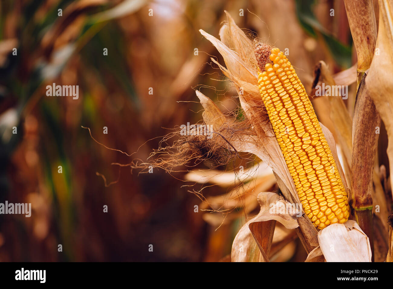 Ripe corn on the cob in cultivated cornfield is ready to be harvested ...