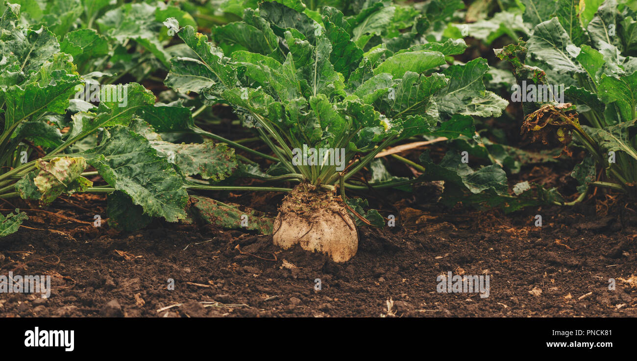 Beet root, soil hi-res stock photography and images - Alamy