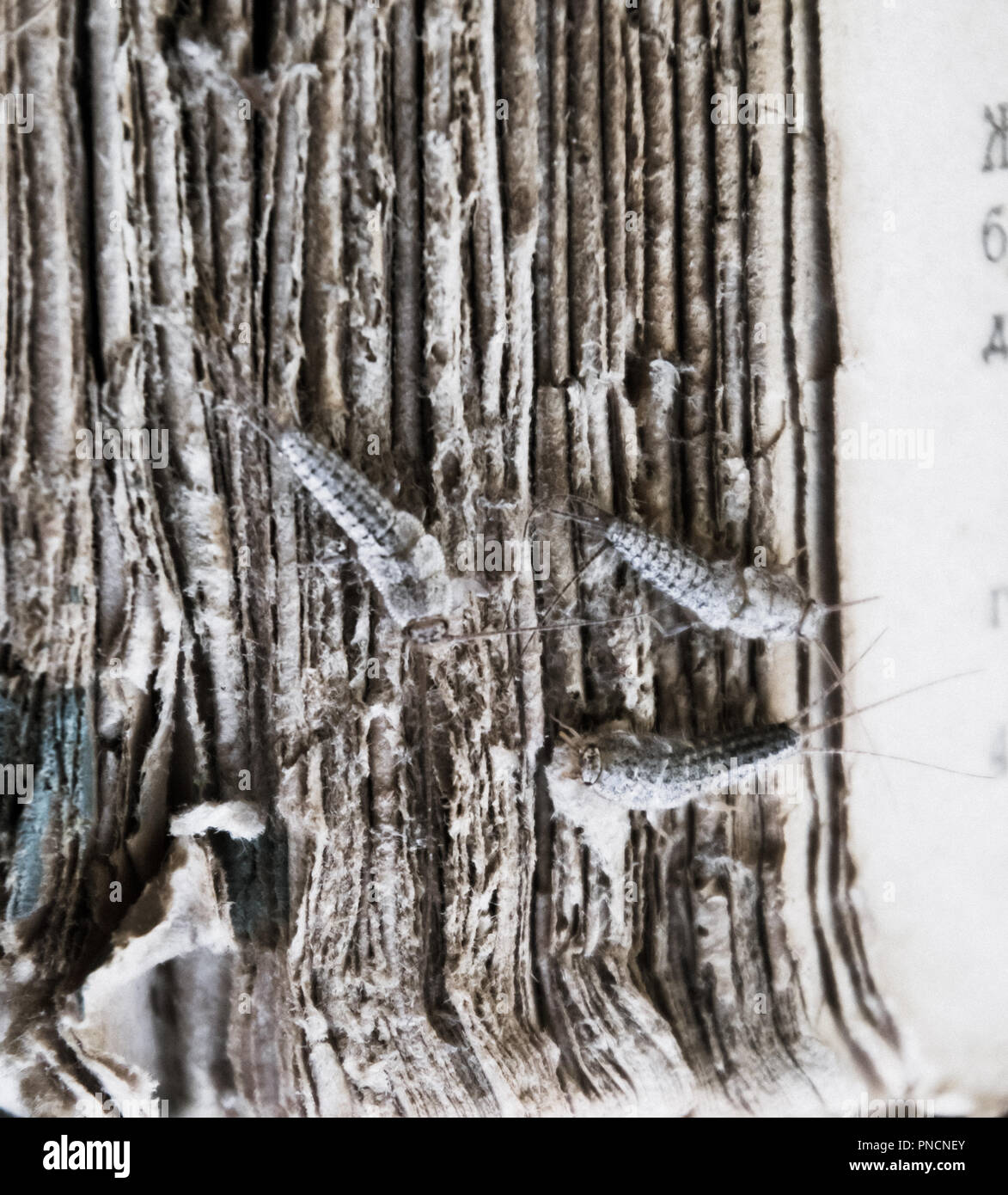 Saccarina hi-res stock photography and images - Alamy