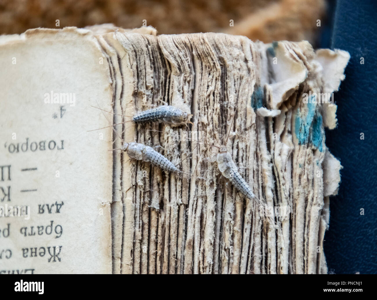 Silverfish three pieces on the torn cover of an old book. Pest books ...