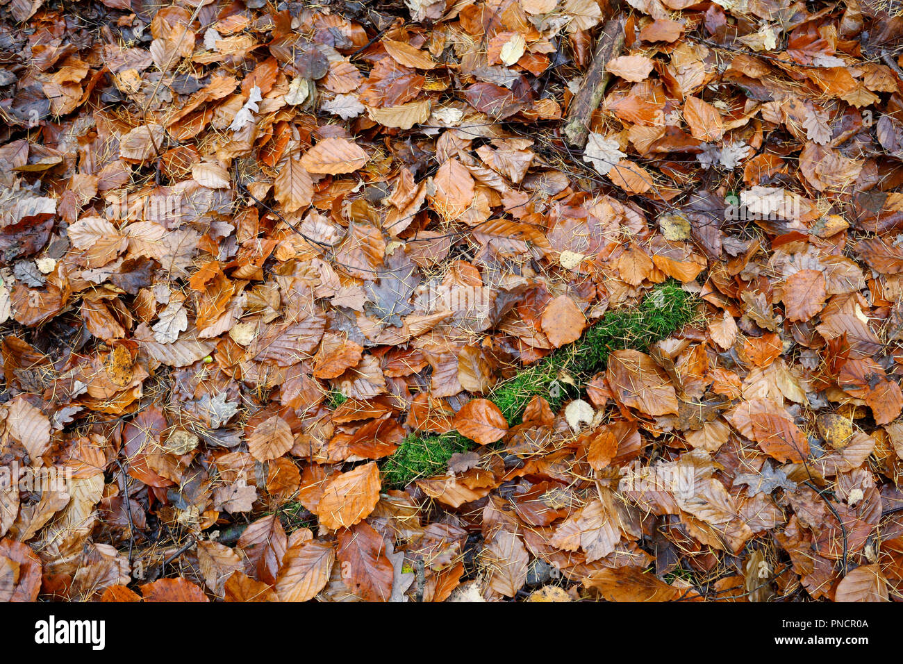 Leafs on the floor hi-res stock photography and images - Alamy