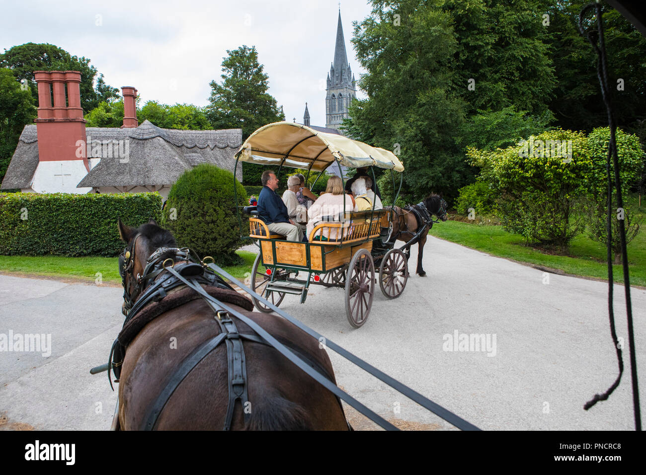 Horse in killarney national park hi-res stock photography and images ...