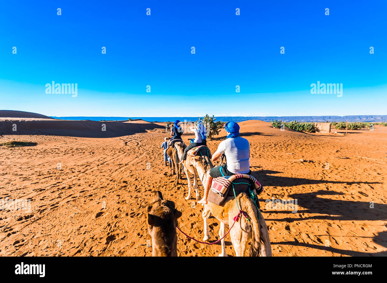 View on camel trek in the desert of Morocco next to M'hamid Stock Photo ...