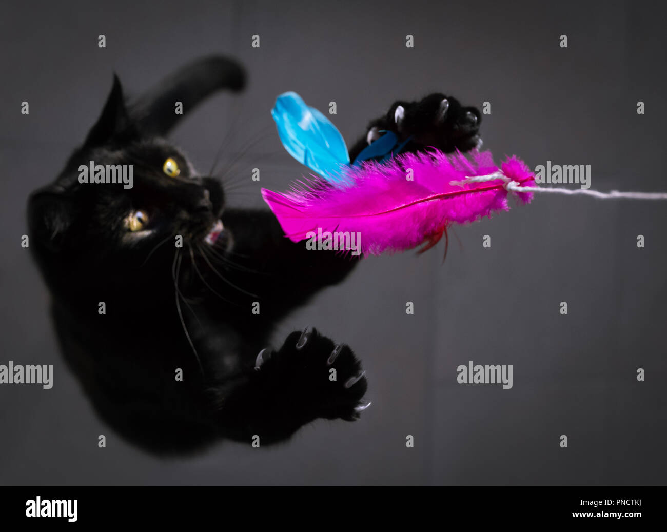 Cat and claws hi-res stock photography and images - Alamy