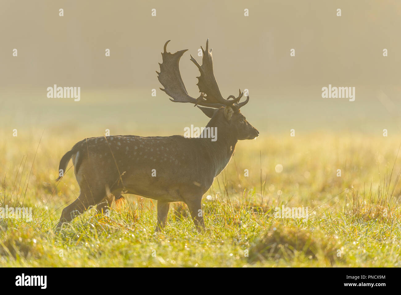 Fallow deer, Dama dama, Cervus dama, Male, with Morning Mist Stock ...