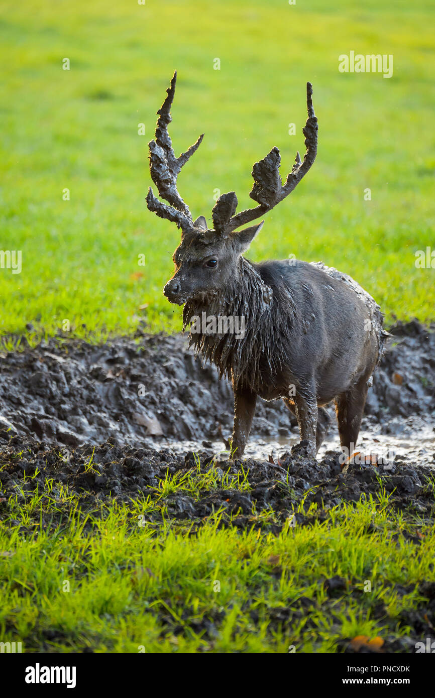 Sika Deer, Cervus nippon, Male with Mud Covered Stag Standing in Mud ...