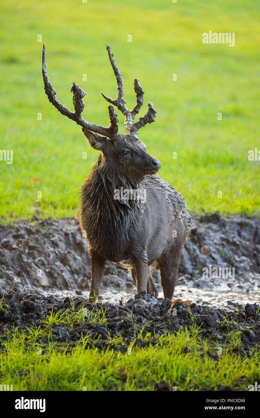 Sika Deer, Cervus nippon, Male with Mud Covered Stag Standing in Mud ...