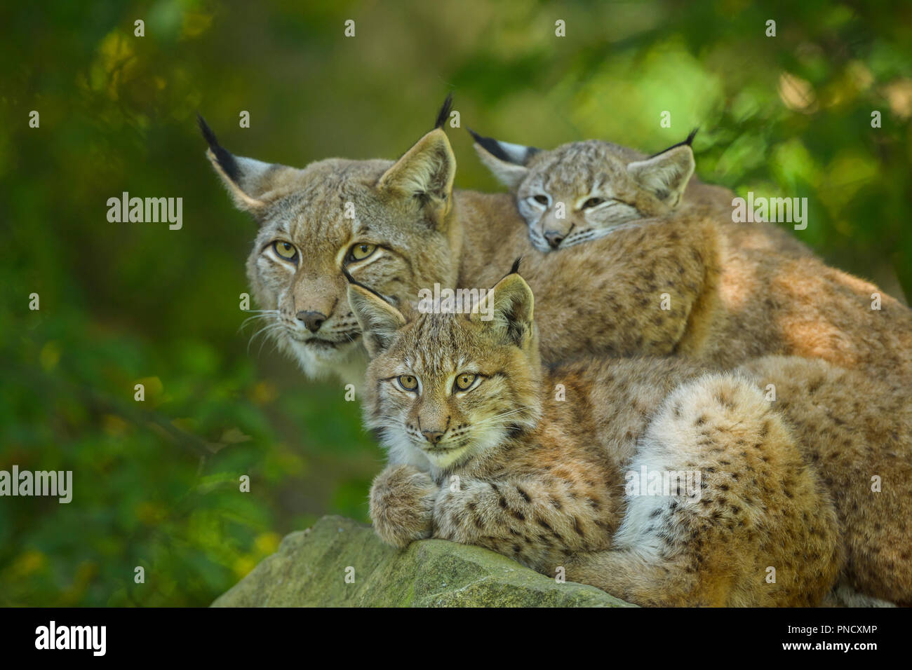 Two eurasian lynx lynx lynx hi-res stock photography and images - Alamy