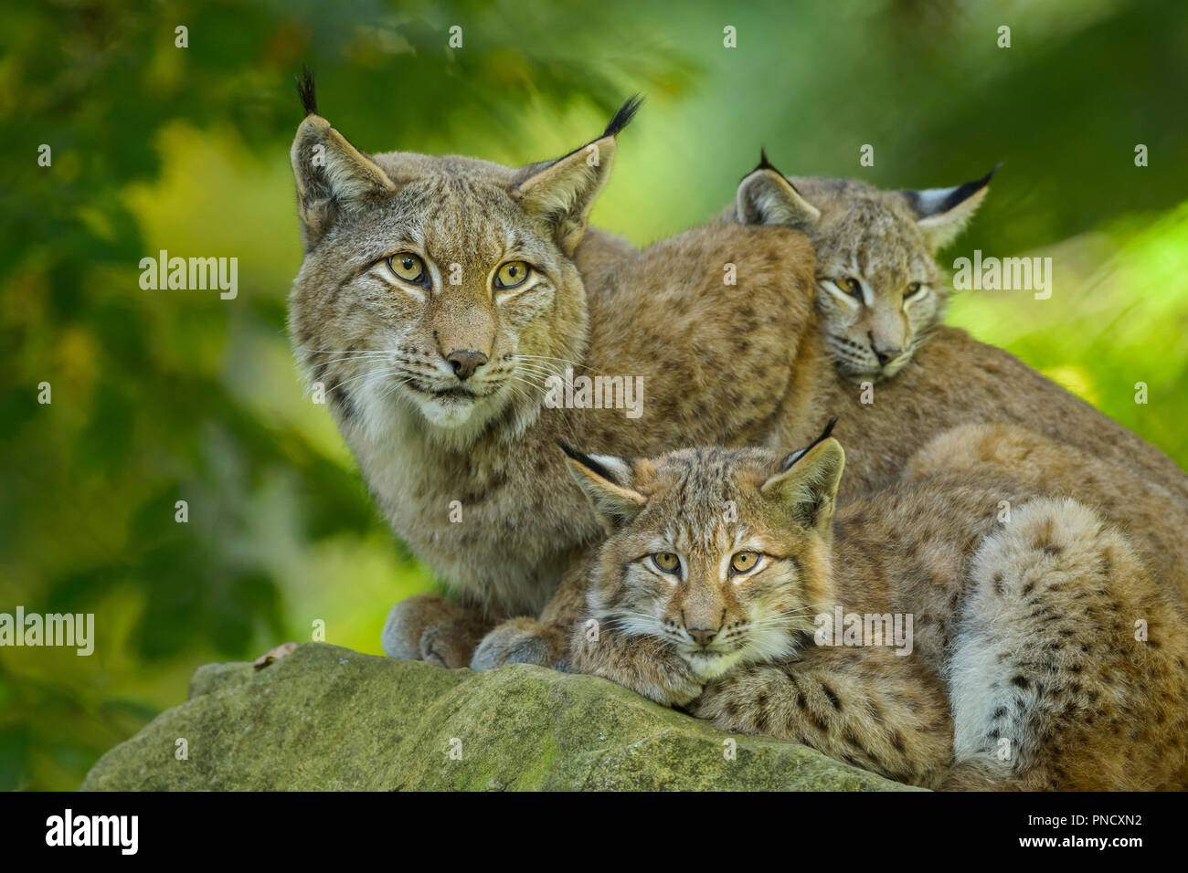 Eurasian Lynx, Lynx lynx, Female with Two Kittens, Germany, Europe ...