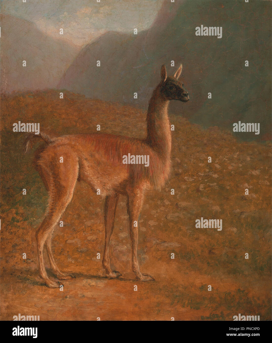 Male guanaco hi-res stock photography and images - Alamy