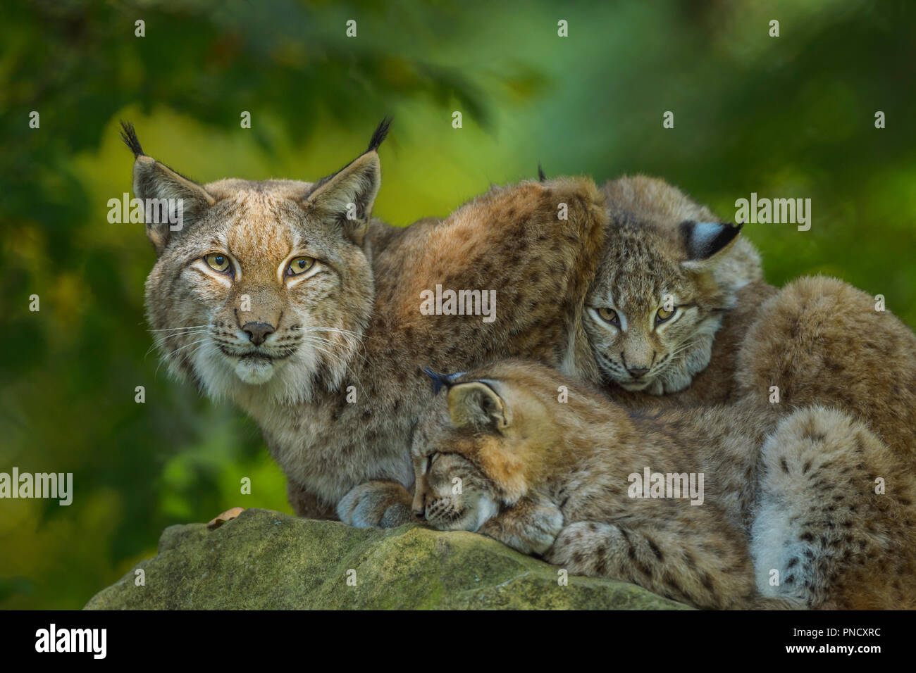 Eurasian Lynx, Lynx lynx, Female with Two Kittens, Germany, Europe ...