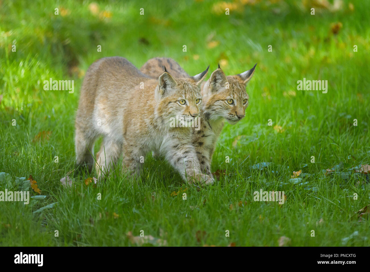 Lynx two hi-res stock photography and images - Alamy