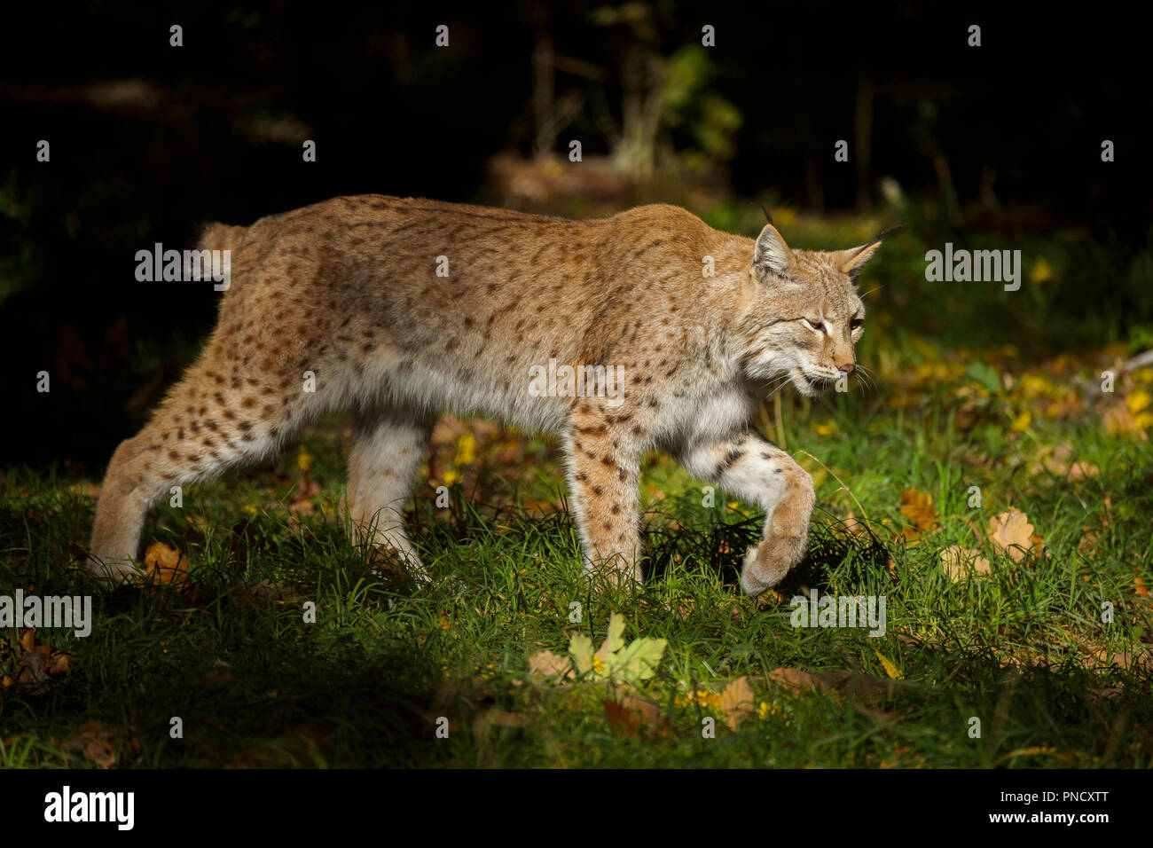 Eurasian Lynx, Lynx lynx, Female , Germany, Europe Stock Photo - Alamy