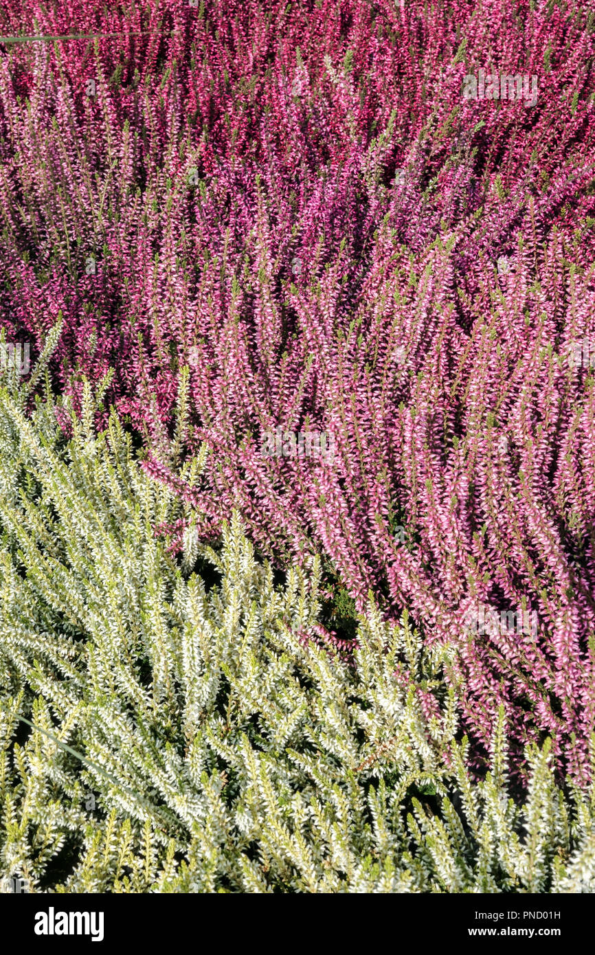 Common Heather Calluna vulgaris, colorful garden cultivars Stock Photo ...