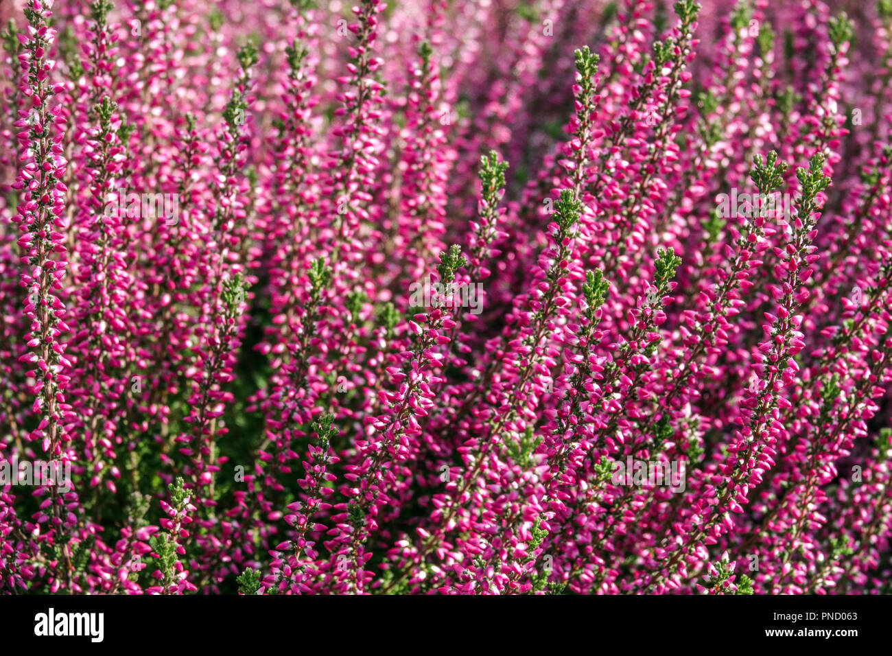 Common Heather flowers Calluna vulgaris, colorful garden cultivars ...