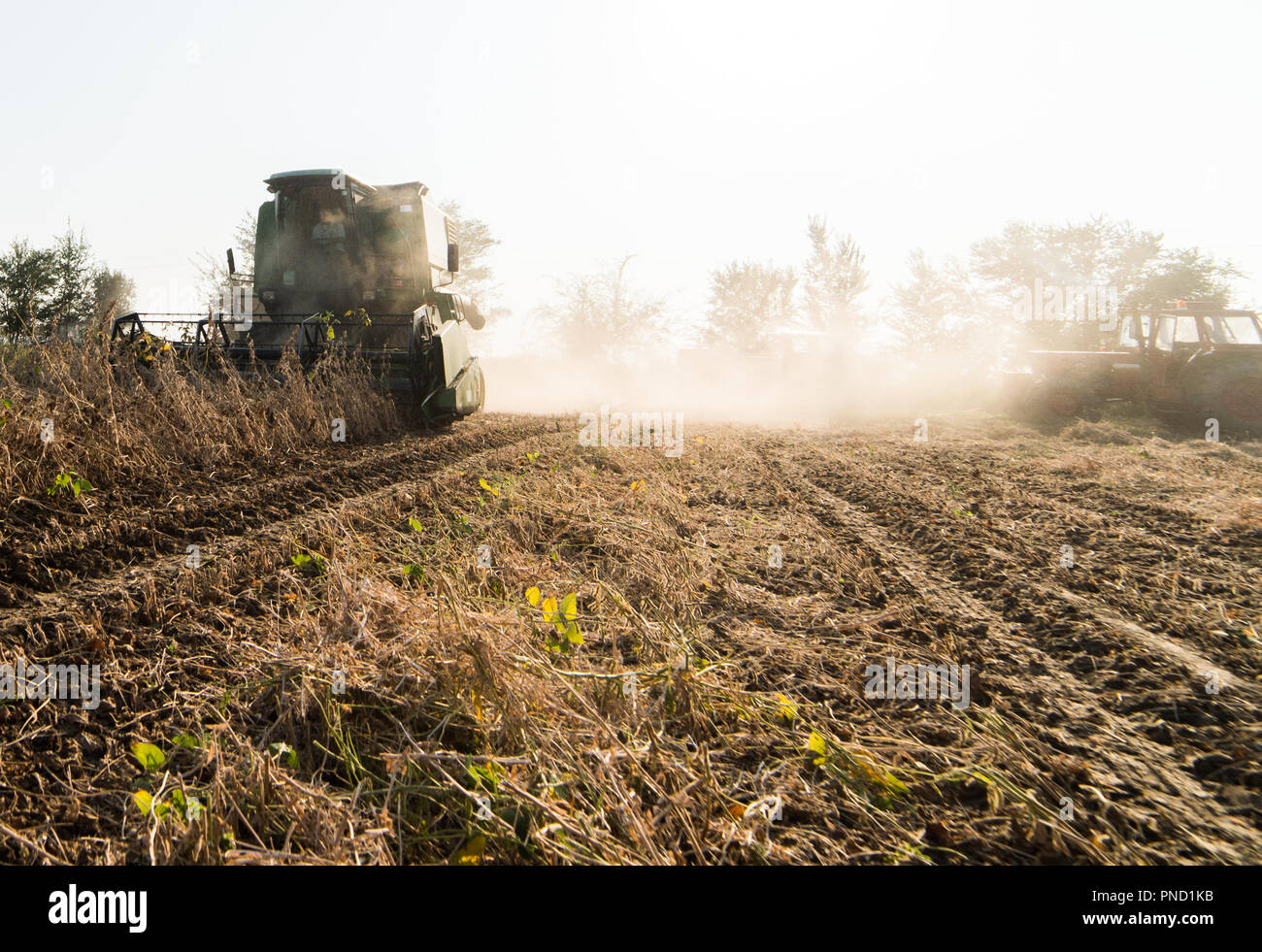 Harvesting of soy bean fields with combine Stock Photo - Alamy