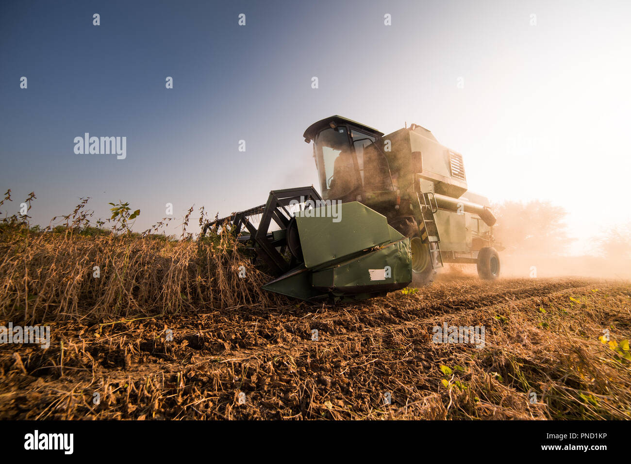 Harvesting of soy bean fields with combine Stock Photo - Alamy