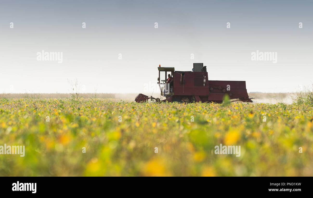 Harvesting of soy bean fields with combine Stock Photo - Alamy