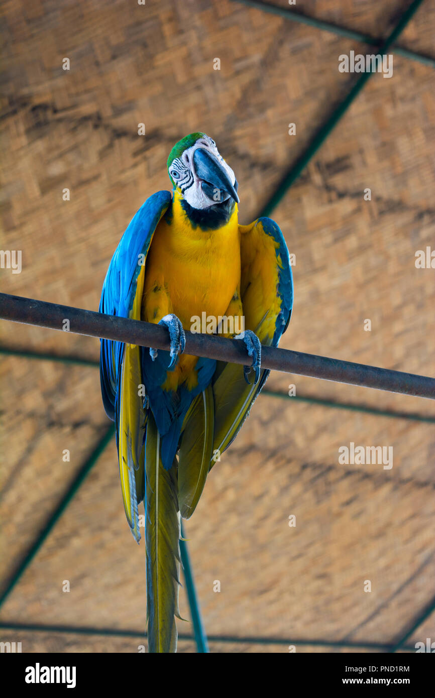 Blue And Yellow Cockatoo