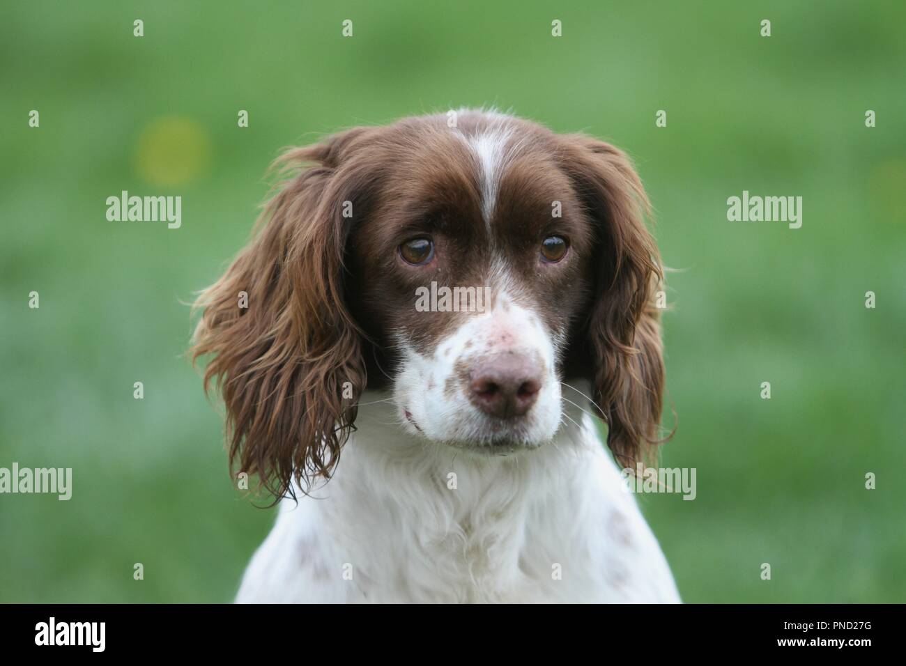 Cocker spaniel portrait working dog Stock Photo - Alamy