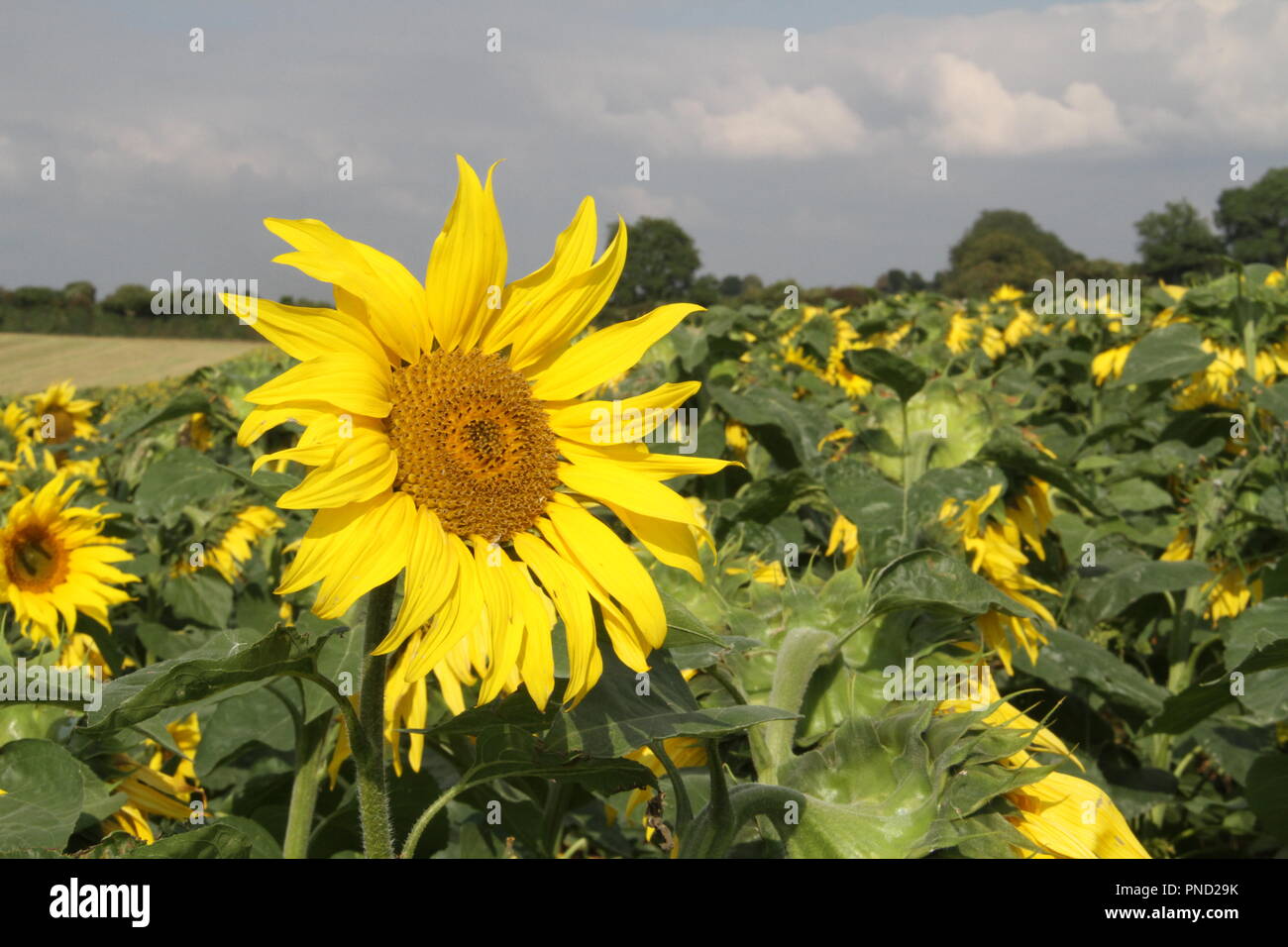 Sunflower, game cover crop, summer food, bird food Stock Photo - Alamy