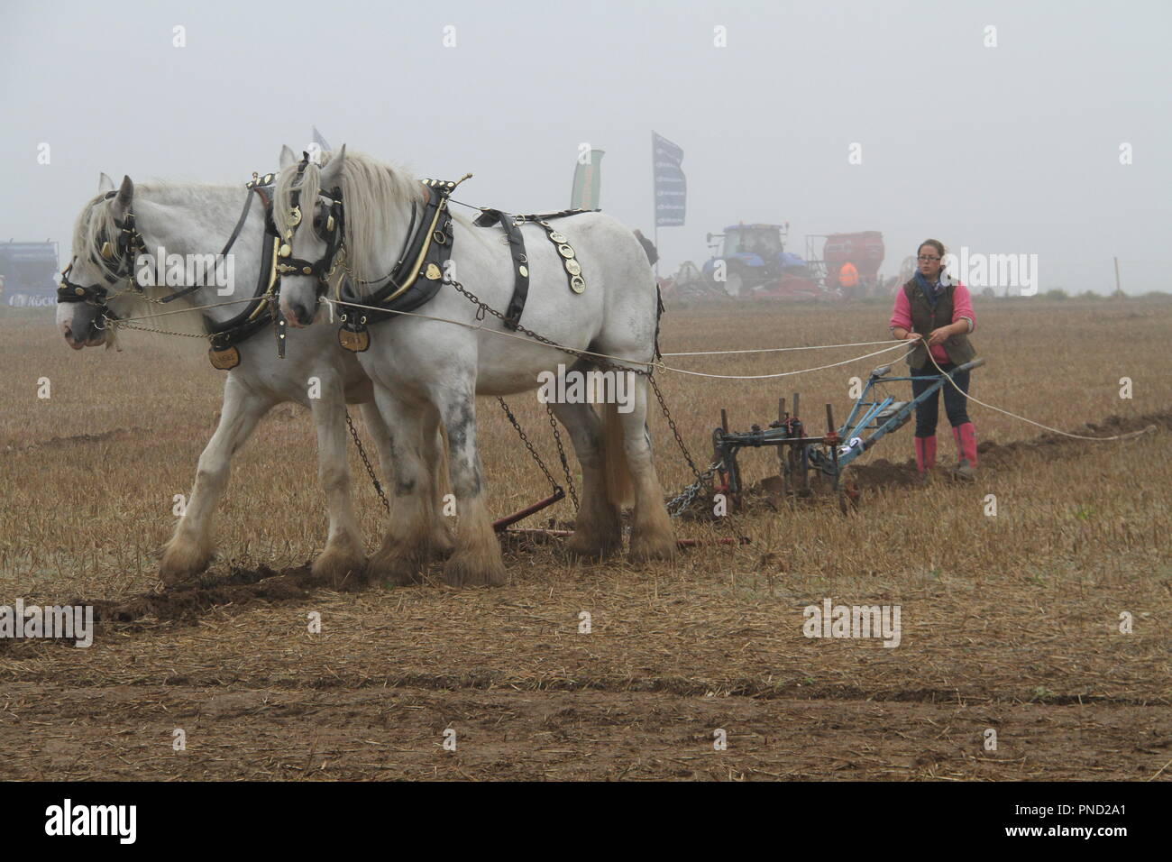 Traditional ploughing heavy horses Stock Photo - Alamy