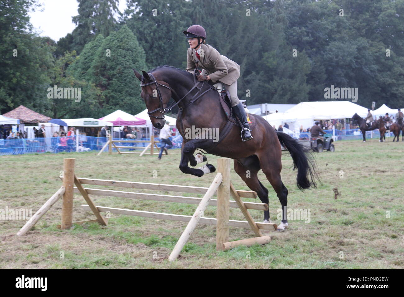 Inter hunt relay, hunting, country fair Stock Photo - Alamy