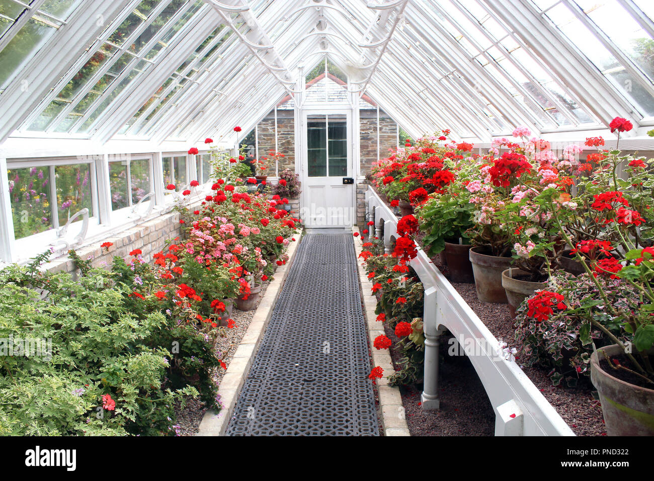 Pink and red flowers in a greenhouse Stock Photo - Alamy