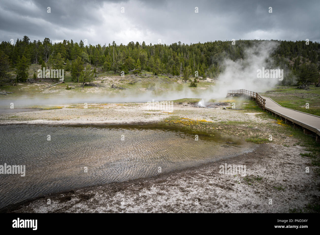 Boardwalk through a river thermal feature in Yellowstone National Park ...