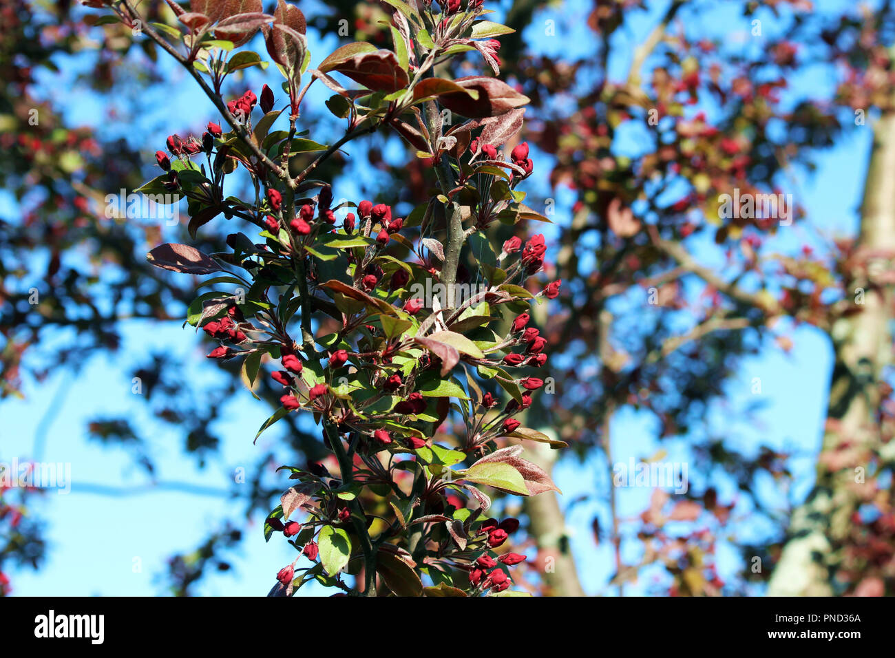 A branch of a Prairie Fire Crabapple Tree filled with maroon flower ...