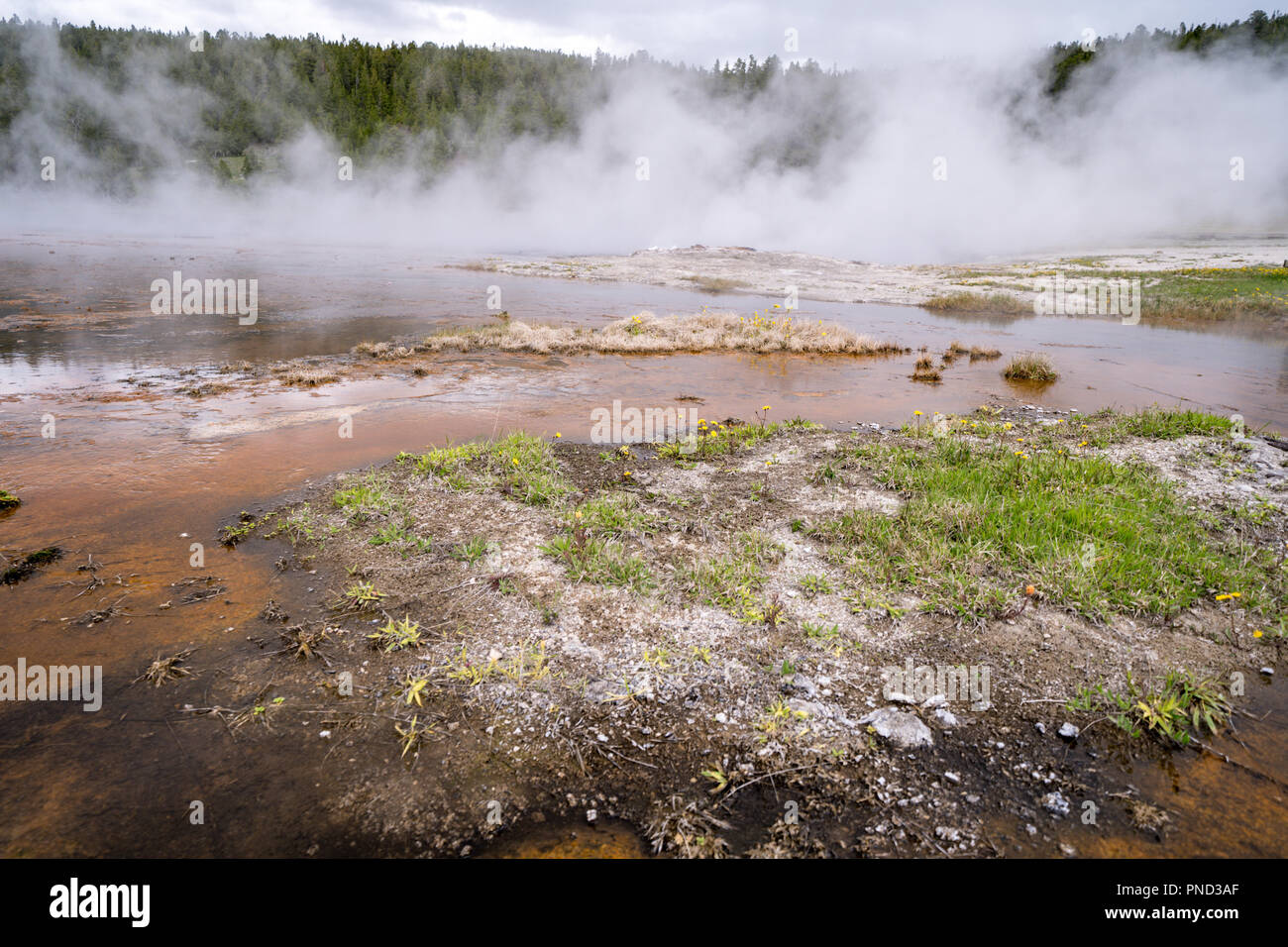 Yellowstone hot spring moss hi-res stock photography and images - Alamy
