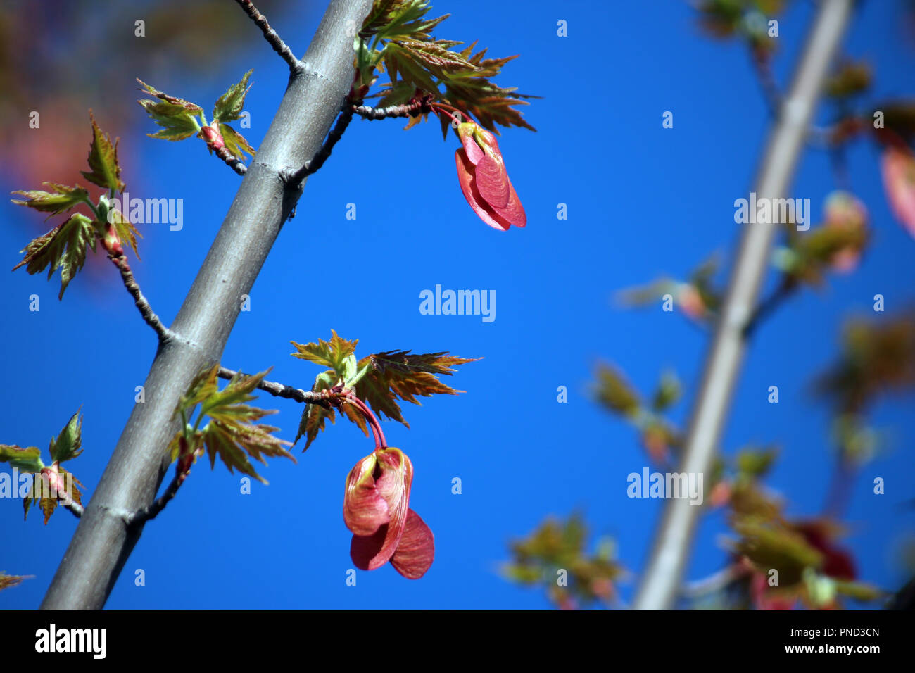 Acer rubrum red sunset hi-res stock photography and images - Alamy