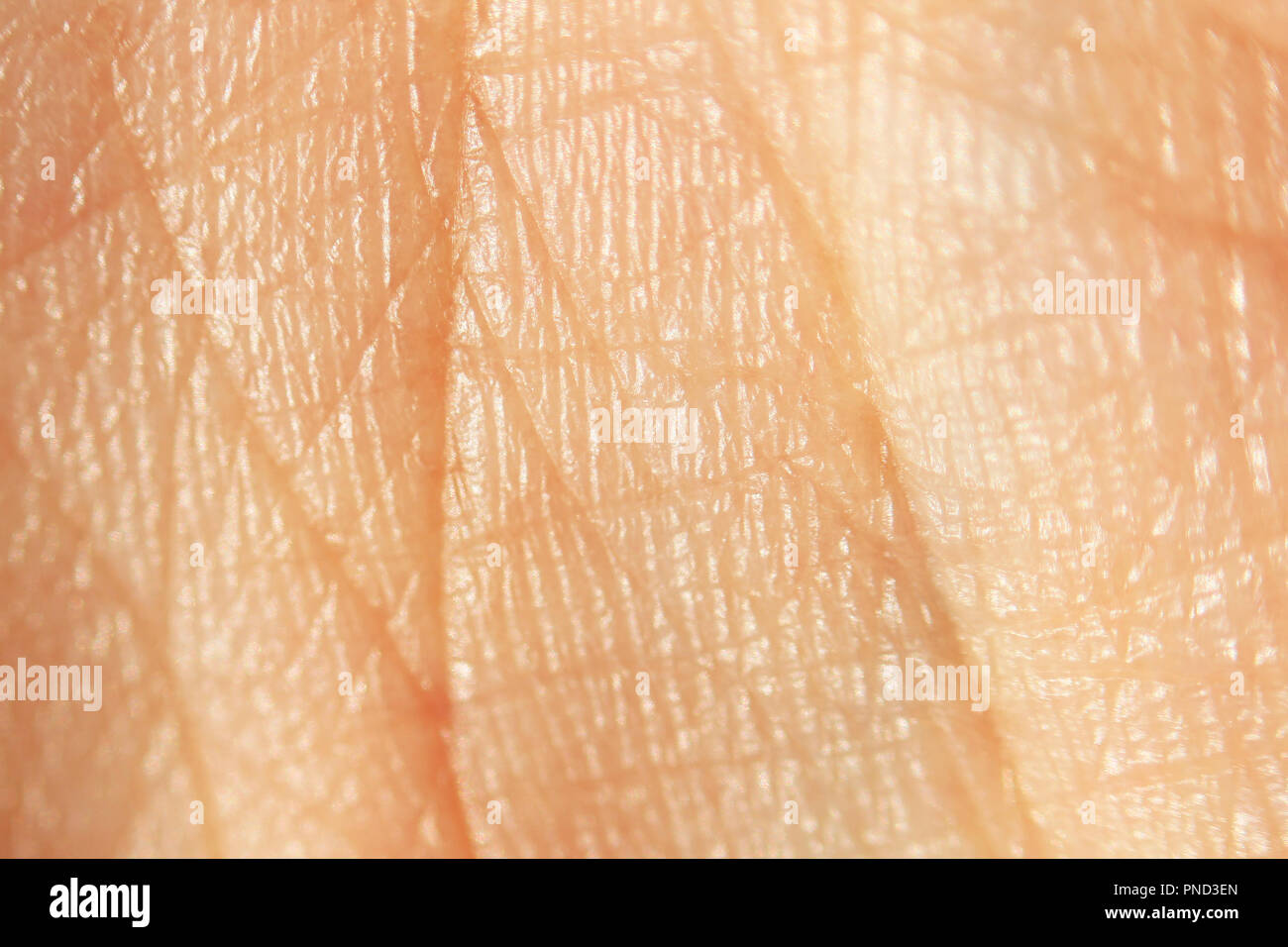 Macro skin of the back of the human hand with line of life Stock Photo ...